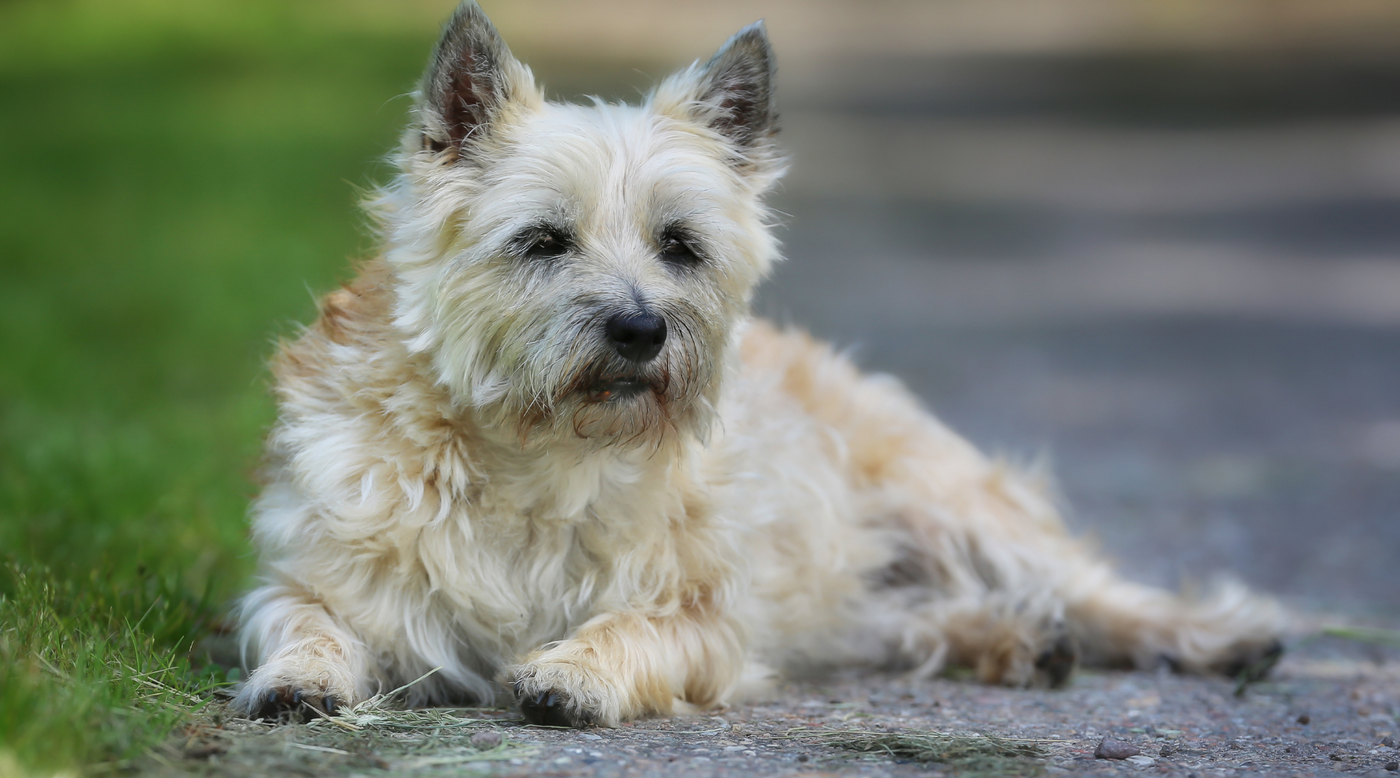 Summer, sun, pain? How the emmi-pet physio set helps with muscle tension