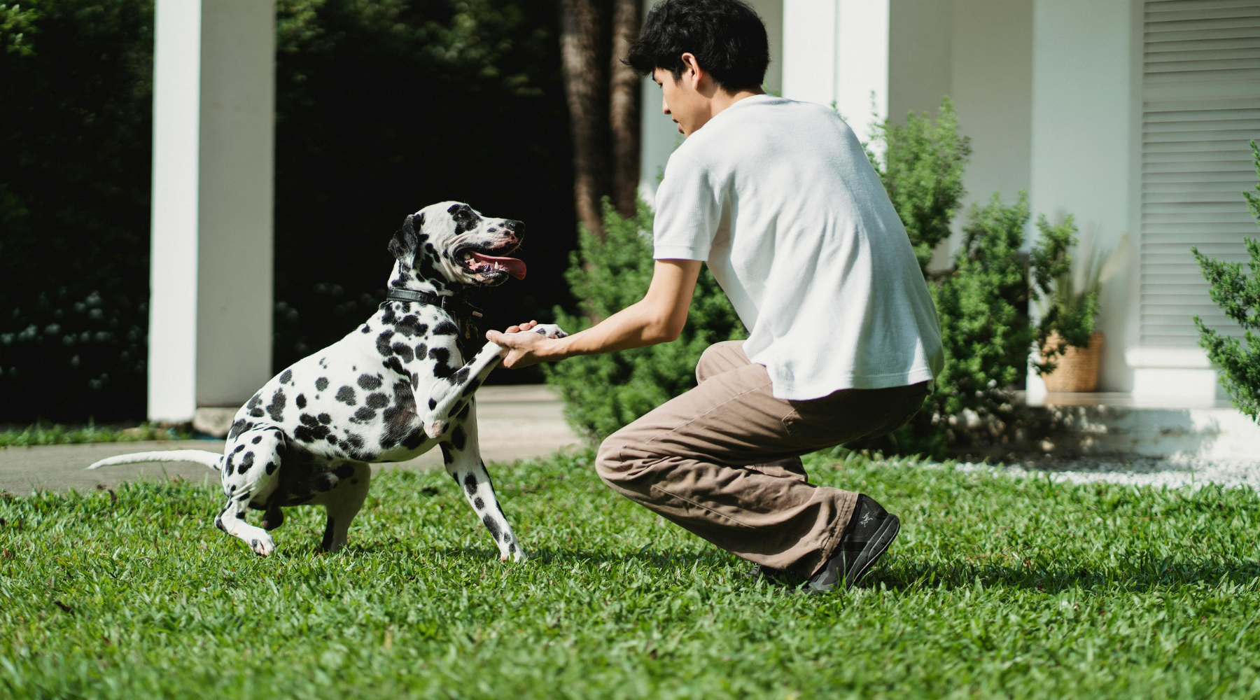 Impulse control in dogs – Why it's so important and how to train it ...