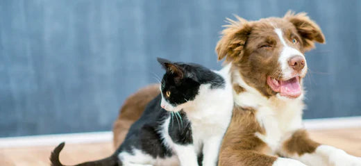 New fee schedule for veterinarians (GOT) from 22 November