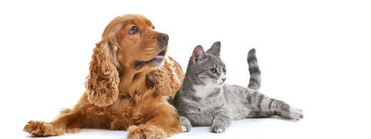 Dull fur in dogs and cats